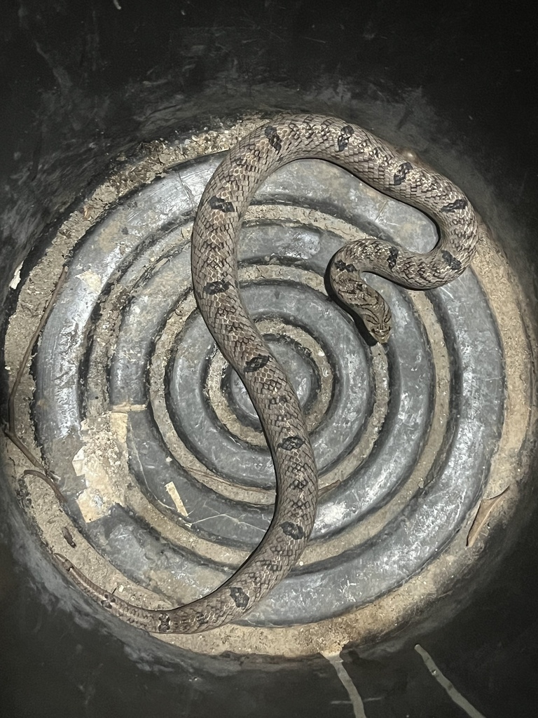 Small-banded Kukri Snake from Ratchaphruek Rd., Bangkok, Bangkok, TH on ...