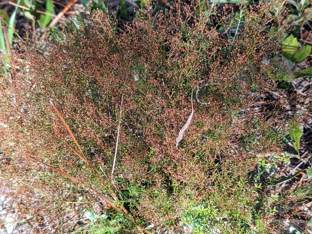 Sandhill Pinweed from Chimney Lakes, Jacksonville, FL, USA on November ...