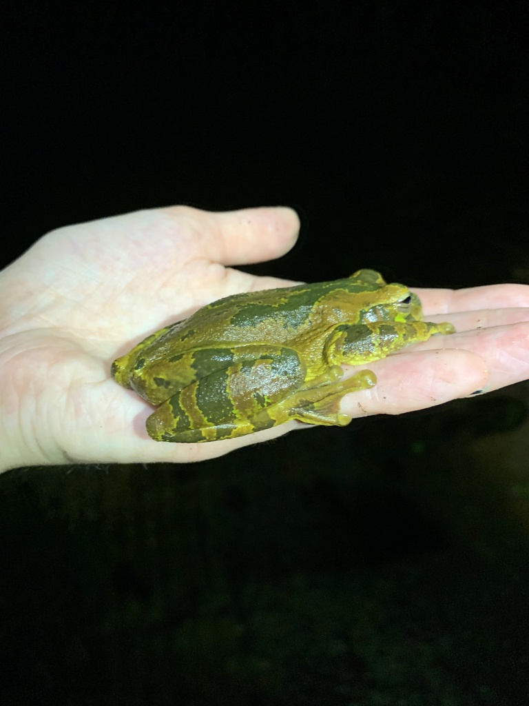 Mosquito Coast Tree Frog from Sarapiqui, Heredia, CR on October 20 ...
