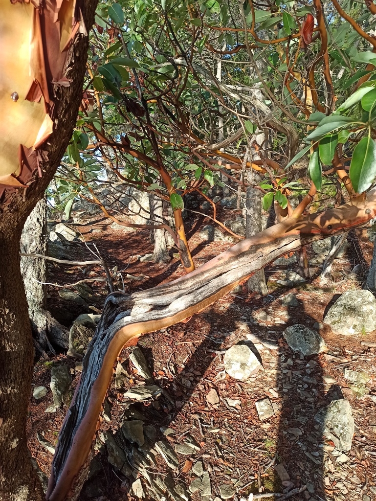 Pacific madrone from Capital, BC, Canada on November 18, 2023 at 11:45 AM by Angus Newell ...