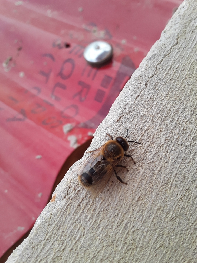 Bees from Jr Alto Perú N° 747, Lámud 01515, Perú on December 1, 2023 at ...