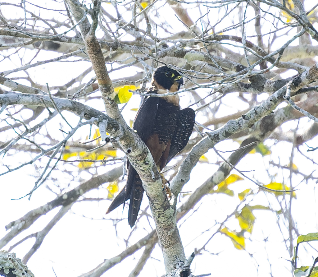 Bat Falcon from Fazenda São Nicolau, Cotriguaçu - State of Mato Grosso ...