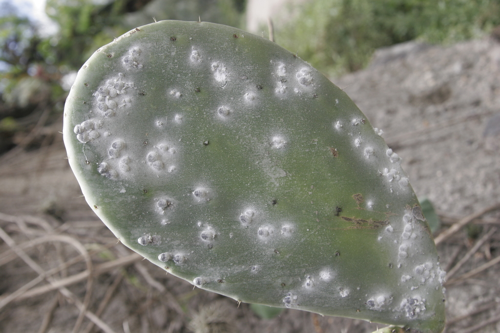 true cochineal bug from Provinz Huaura, Peru on March 9, 2012 at 07:00 ...