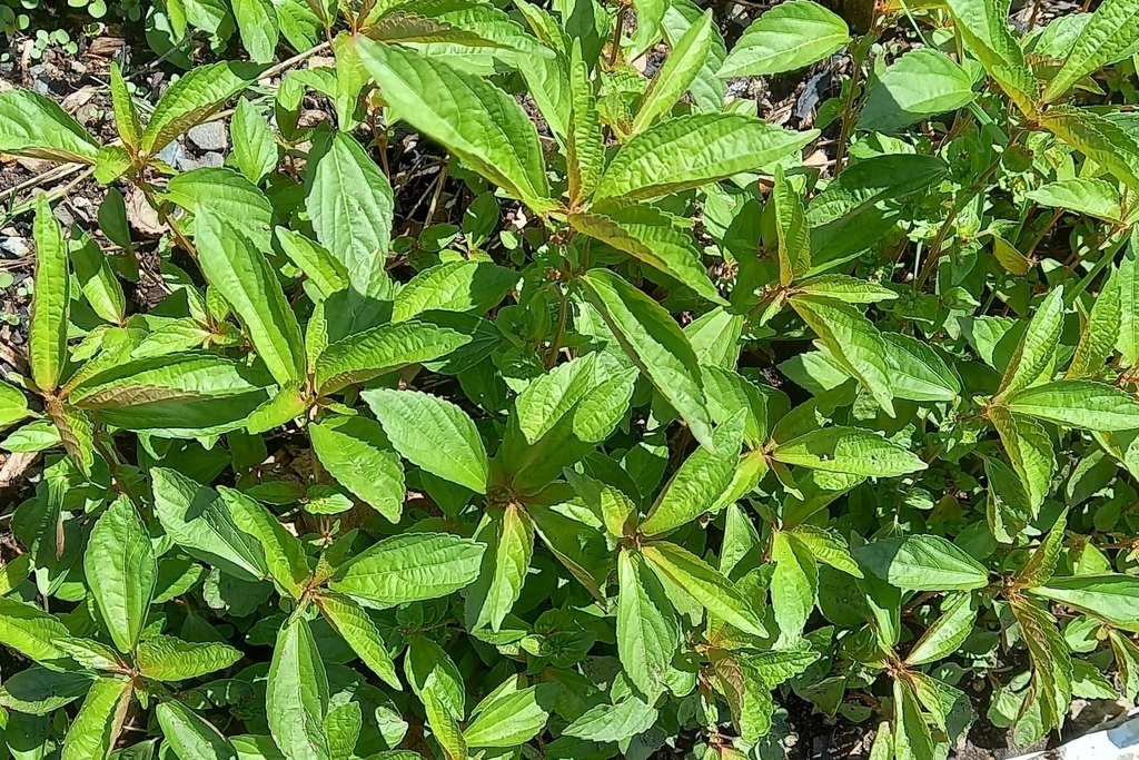 Asian Copperleaf from D'Aguilar Hwy near Saleyard Rd hail 'n' ride ...