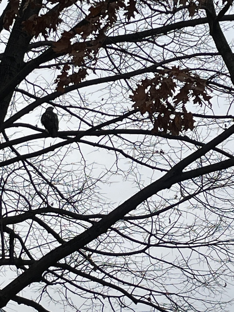 Red-tailed Hawk from The Metropolitan Museum of Art, New York, NY, US ...