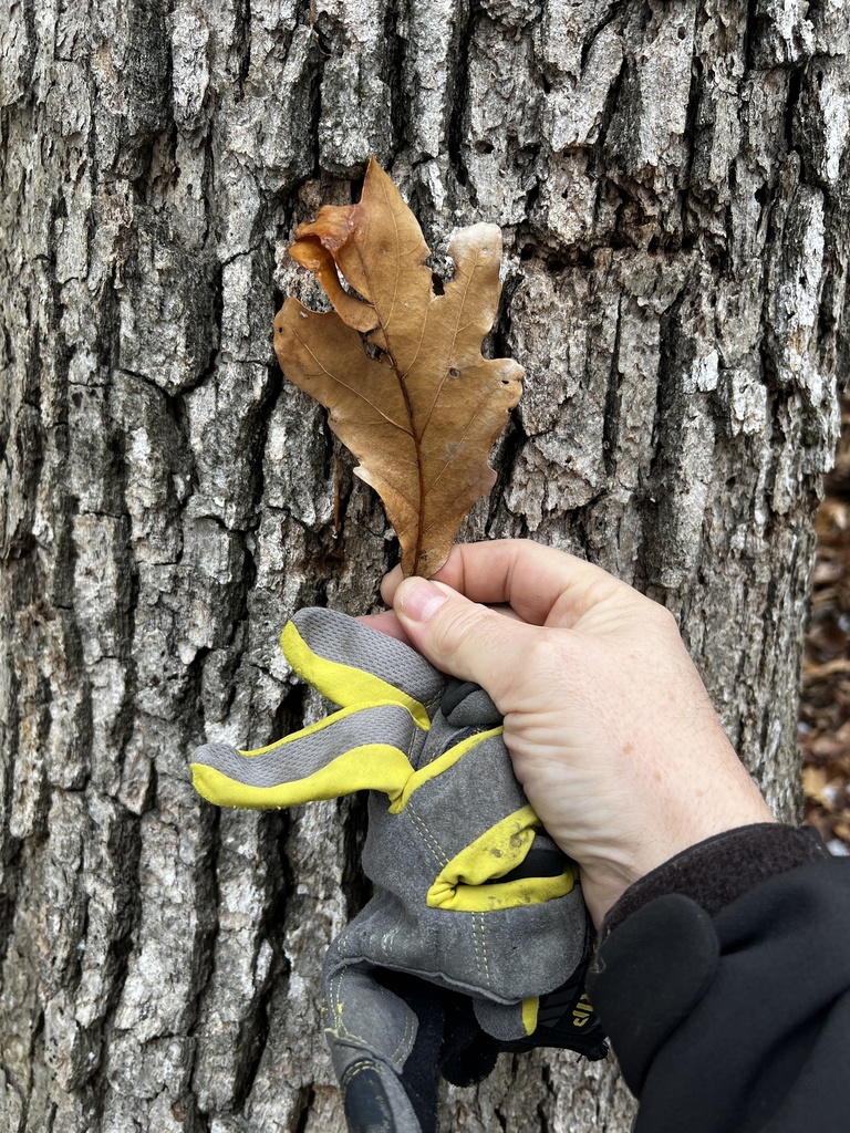 white oak from Lyme, NH, US on December 1, 2023 at 02:14 PM by Jason ...