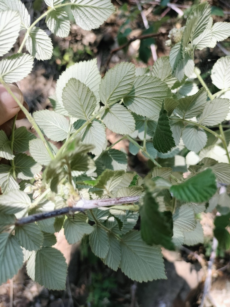 Ceylon Raspberry from West Rand District Municipality, South Africa on ...