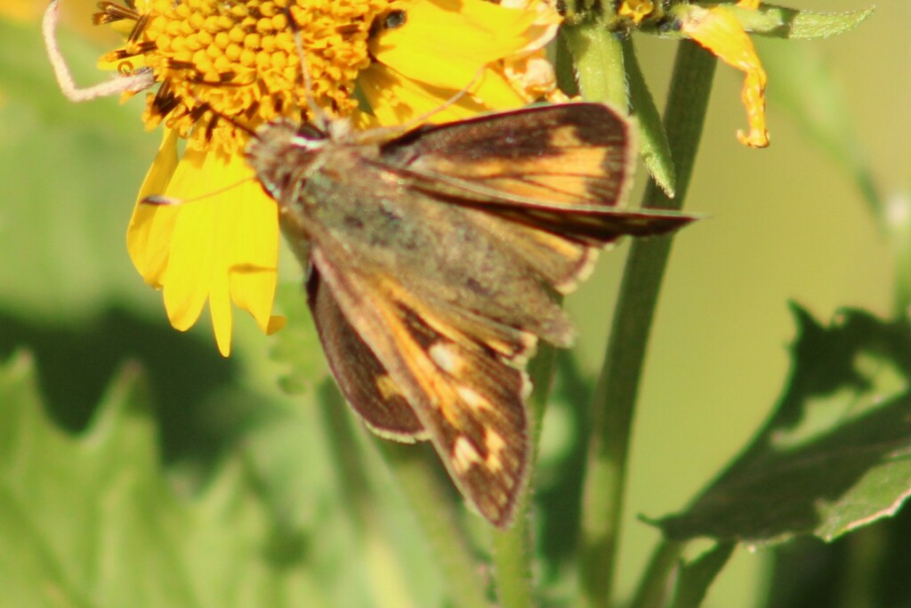 Huron Sachem in November 2023 by centex · iNaturalist