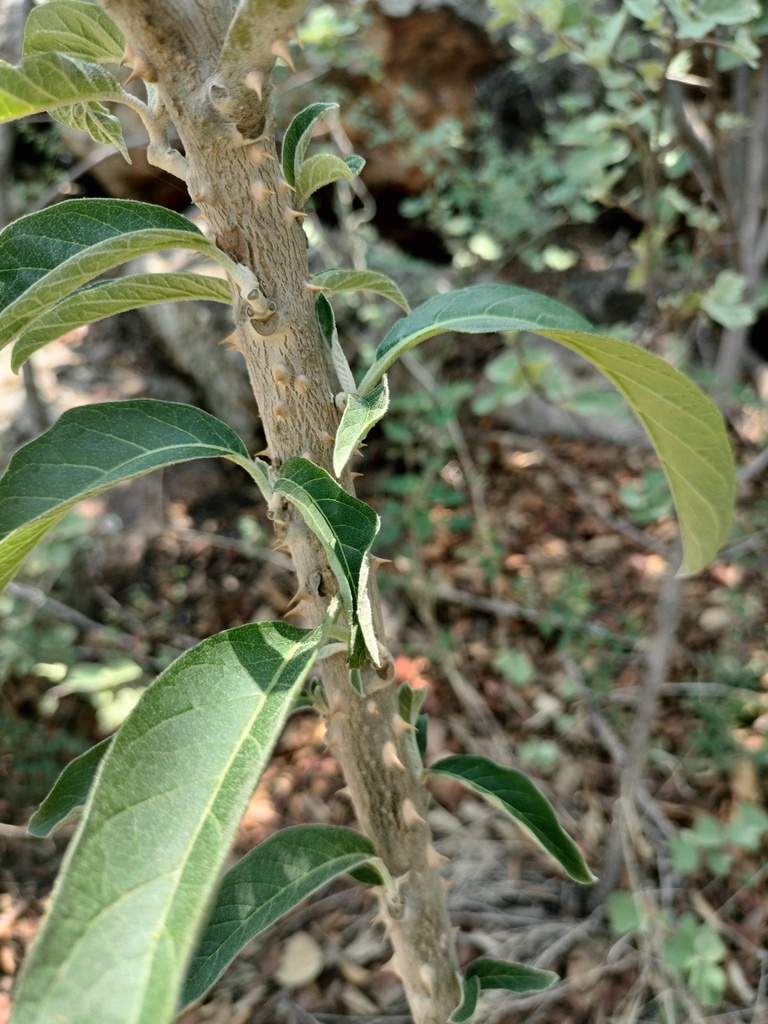 giant bitter-apple from West Rand District Municipality, South Africa ...