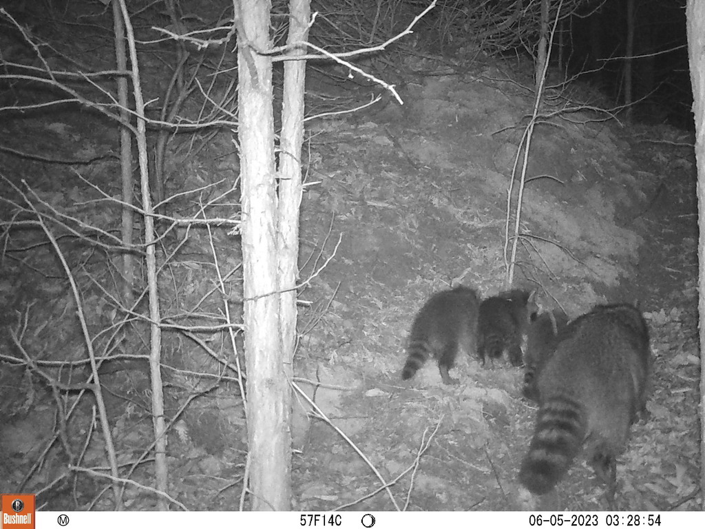 Common Raccoon in June 2023 by gobluesean. M2E1L0-0R350B320 · iNaturalist