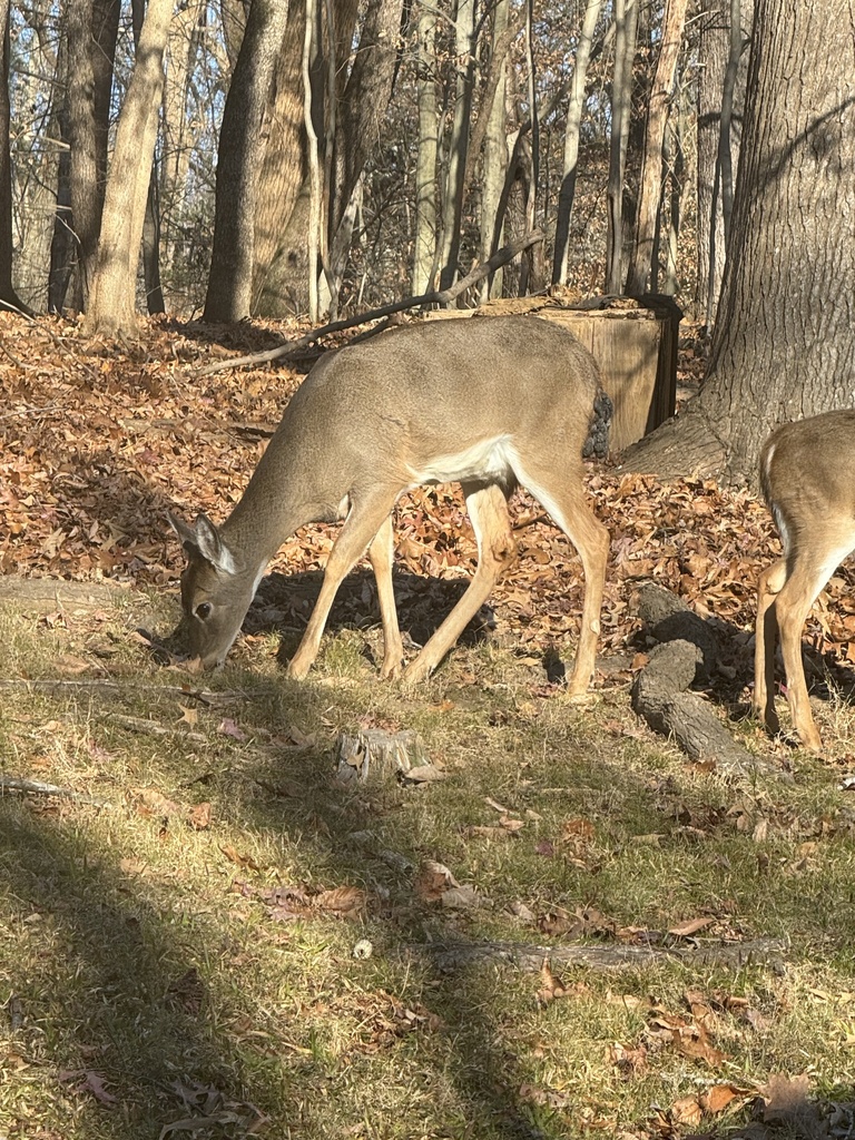 White-tailed Deer from Cherokee National Forest, Erwin, TN, US on ...