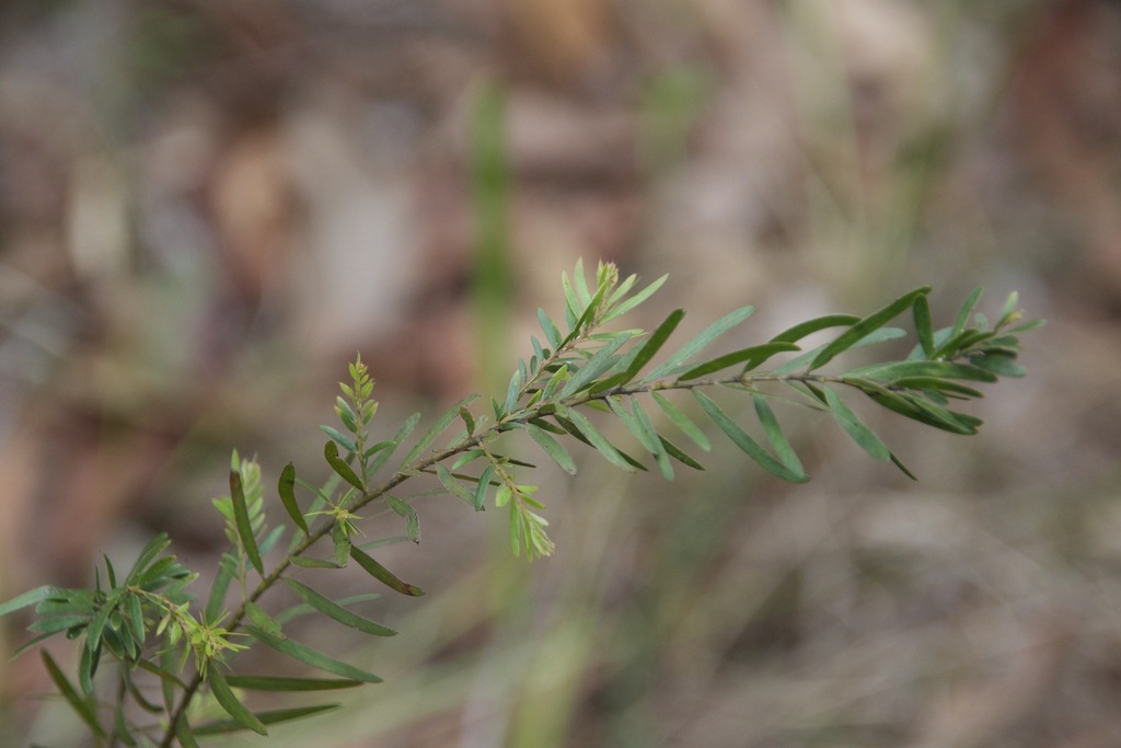 Brisbane wattle from Nerang QLD 4211, Australia on November 25, 2023 at ...