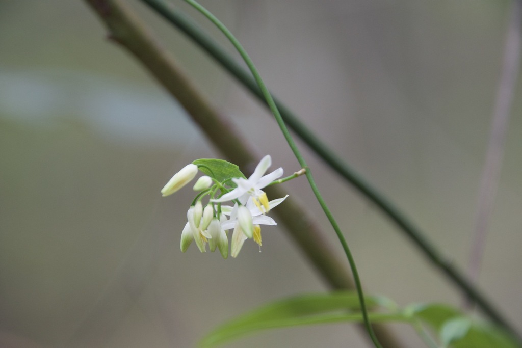 Climbing Lily from Nerang QLD 4211, Australia on November 25, 2023 at ...