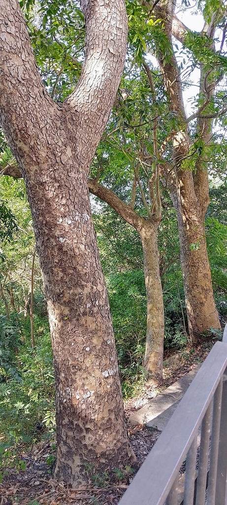 African mahogany in November 2023 by helen yip · iNaturalist
