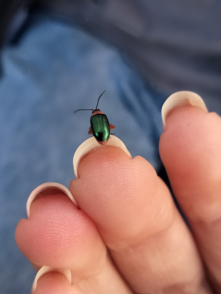 Flea Beetles from 52005 Méx., México on November 16, 2023 at 03:41 PM ...