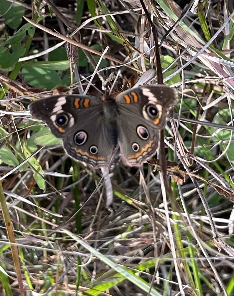 Common Buckeye from Orlando, FL, US on November 30, 2023 at 02:28 PM by ...