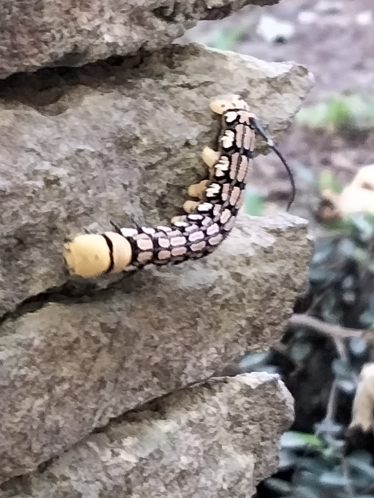 Rimosus Sphinx from 52440 Méx., México on November 4, 2023 at 02:53 PM ...