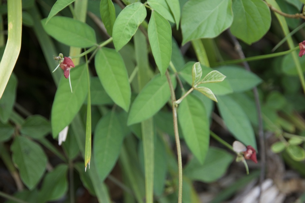 Phasey Bean from Gold Coast QLD, Australia on November 26, 2023 at 02: ...