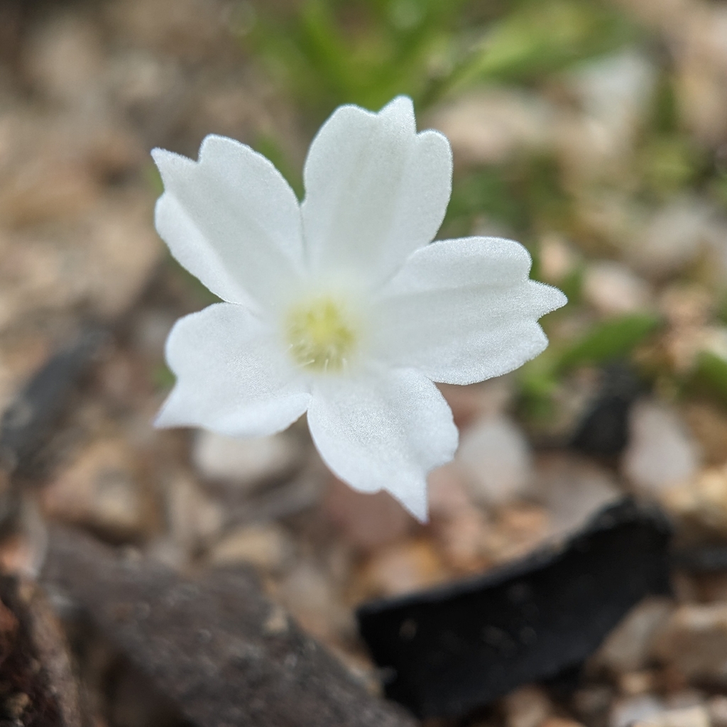 Creeping Dentella from Leslie Dam QLD 4370, Australia on December 2 ...