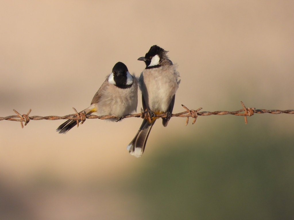 White-eared Bulbul from Al Qutaifi Street, Umm Slal, Umm Salal, QA on ...