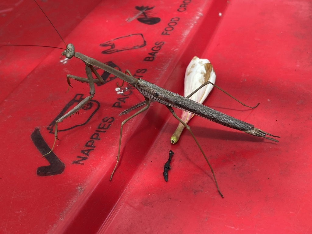Australian Grass Mantises from Lindsay St, Baulkham Hills, NSW, AU on ...