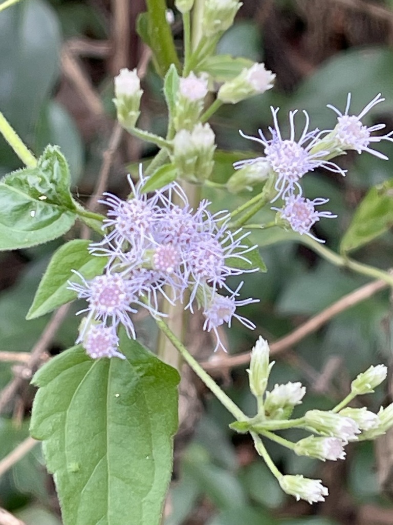 Siam weed from Doi Suthep-Pui National Park, Mueang Chiang Mai, Chiang ...