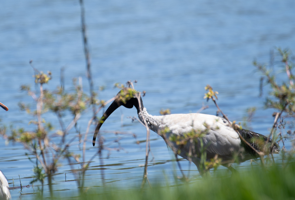 Australian White Ibis from Perth WA, Australia on November 20, 2023 at ...