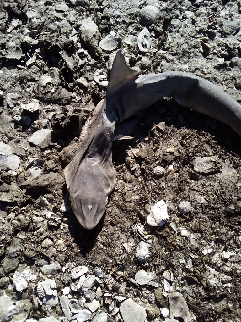 Atlantic Sharpnose Shark from Bayway Isles, St. Petersburg, FL 33715 ...