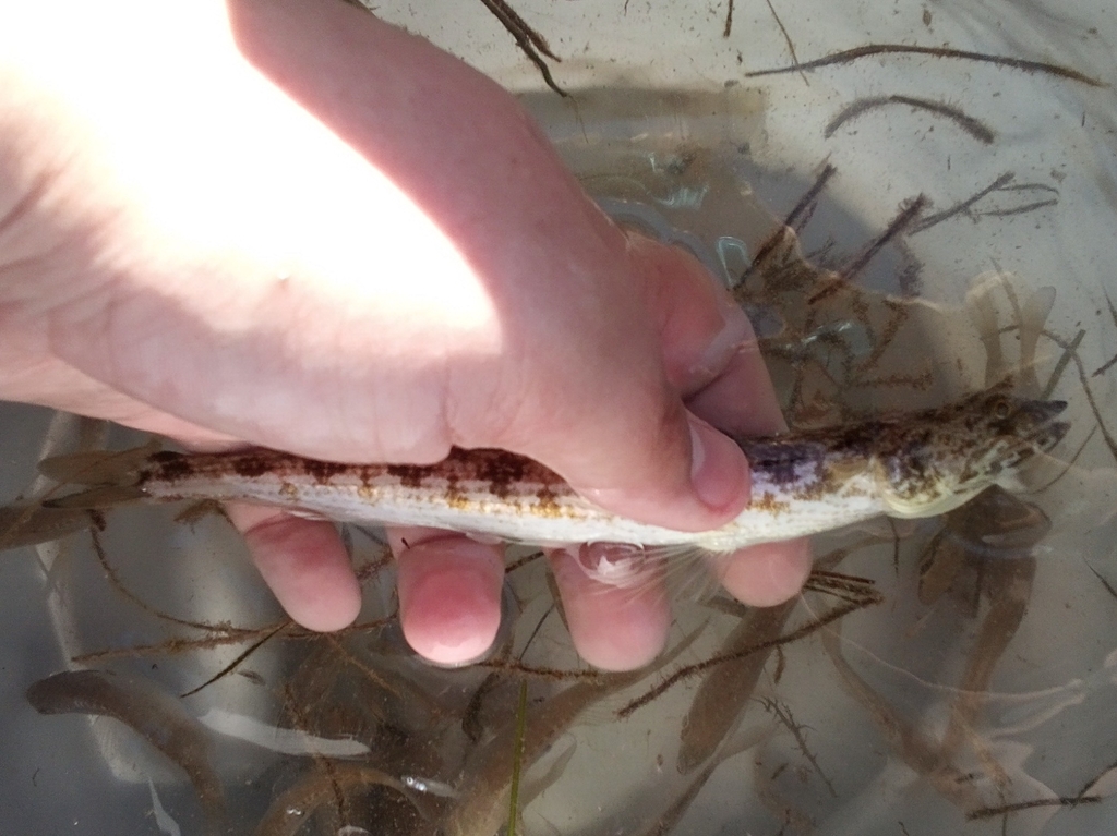 Inshore Lizardfish from St. Petersburg, FL 33711, USA on November 20 ...