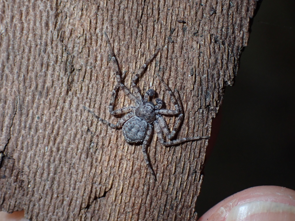 Philodromus spinitarsis from 钟山风景名胜区, 南京市, 江苏省, CN on December 2, 2023 ...