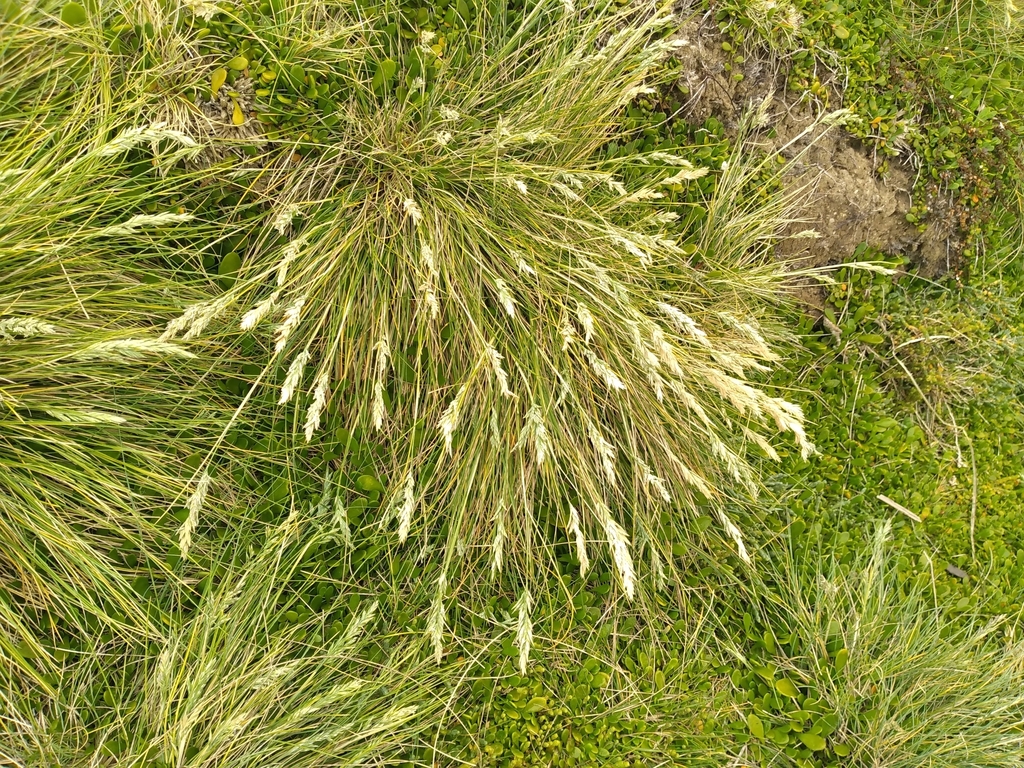 Meadow-grasses from Curio Bay 9884, New Zealand on December 2, 2023 at ...