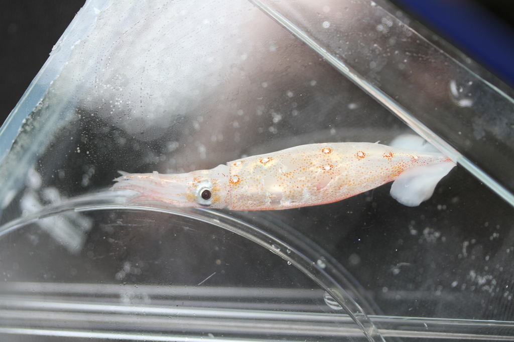 glassy flying squid on March 29, 2014 at 06:38 AM by peterraskmoller ...