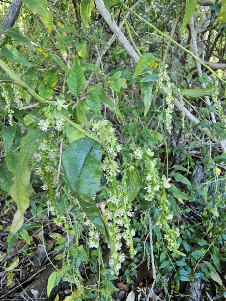 Monococcus echinophorus from Burleigh Head National Park, Burleigh ...