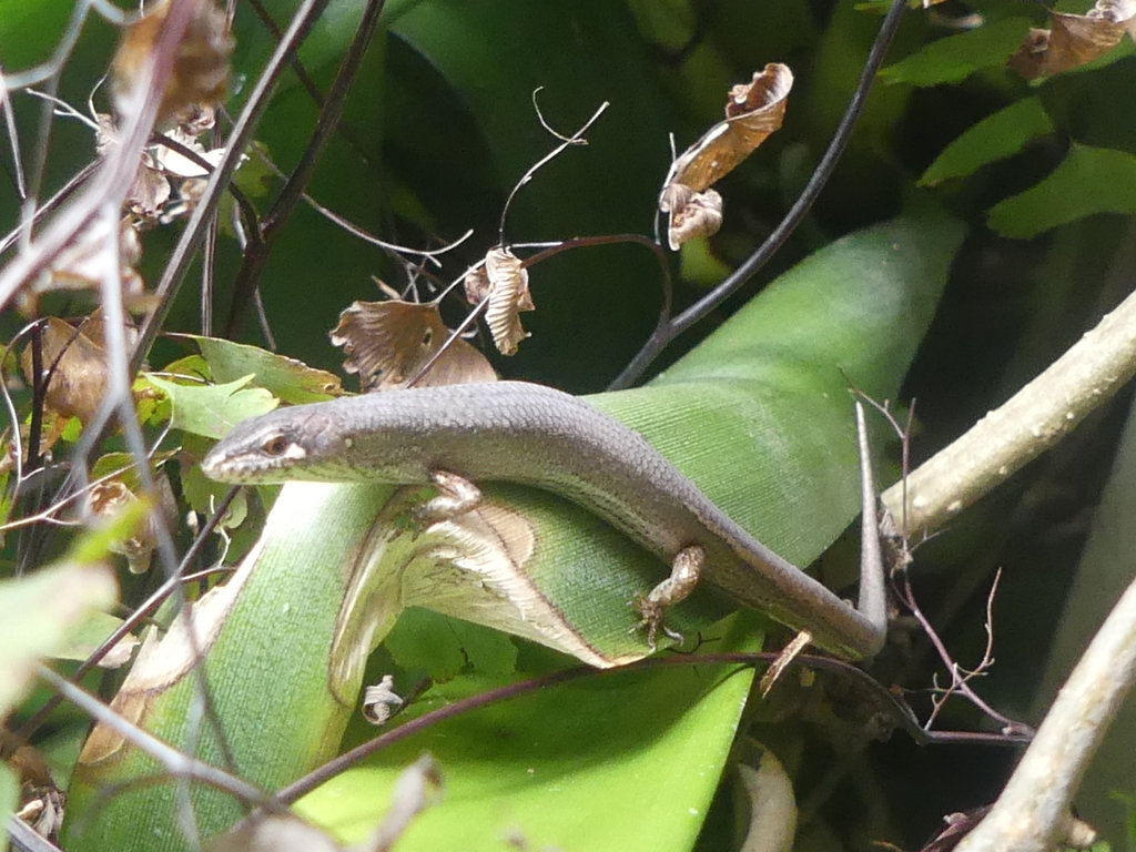 Southern Weasel Skink from Wallaga Lake NSW 2546, Australia on December ...