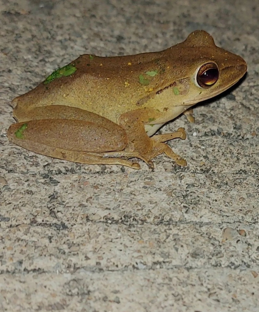 Common Southeast Asian Tree Frog from 8 เกาะเต่า Amphoe Ko Pha-ngan ...