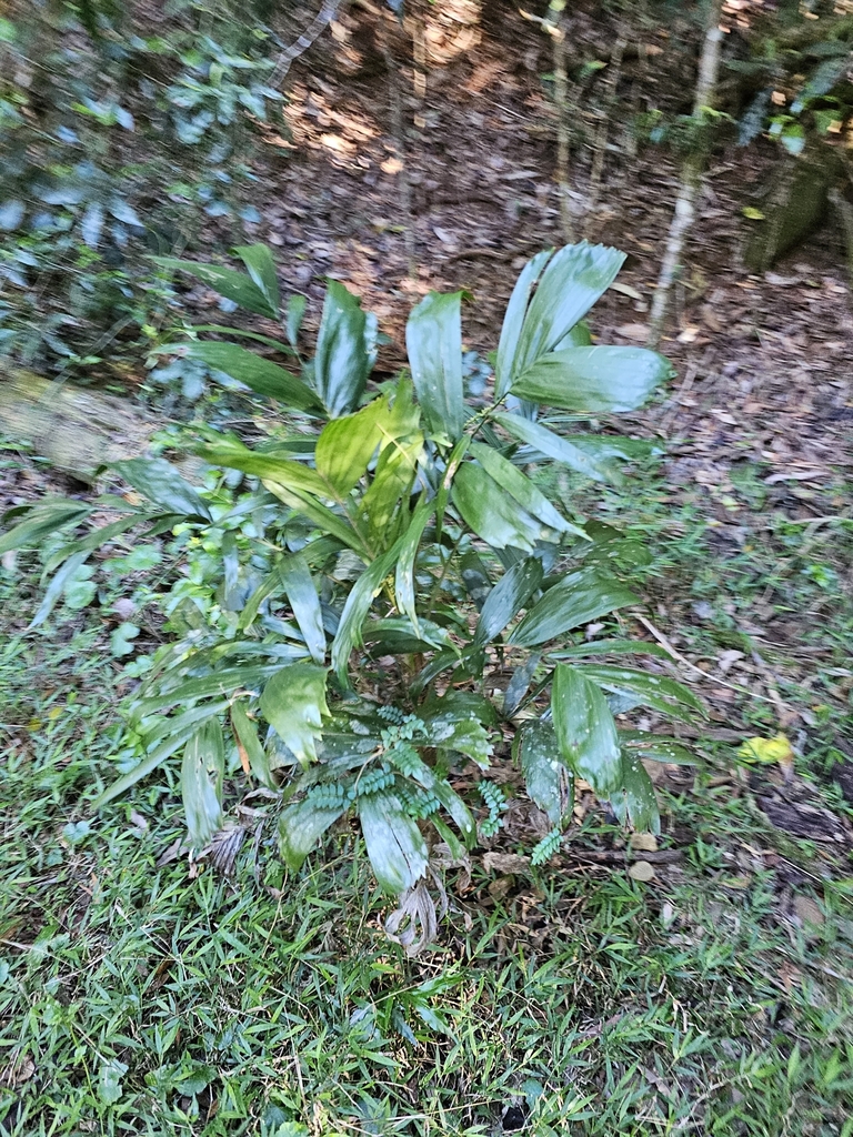 Walking stick palm from Border Ranges NSW 2474, Australia on November 30, 2023 at 05:39 PM by ...