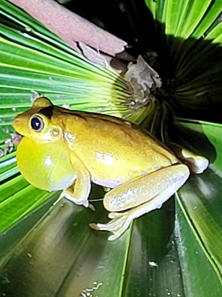 Tyler's Tree Frog from Main Creek NSW 2420, Australia on December 1 ...