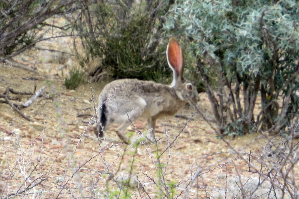 Black-tailed Jackrabbit from Brewster County, TX, USA on April 28, 2017 ...