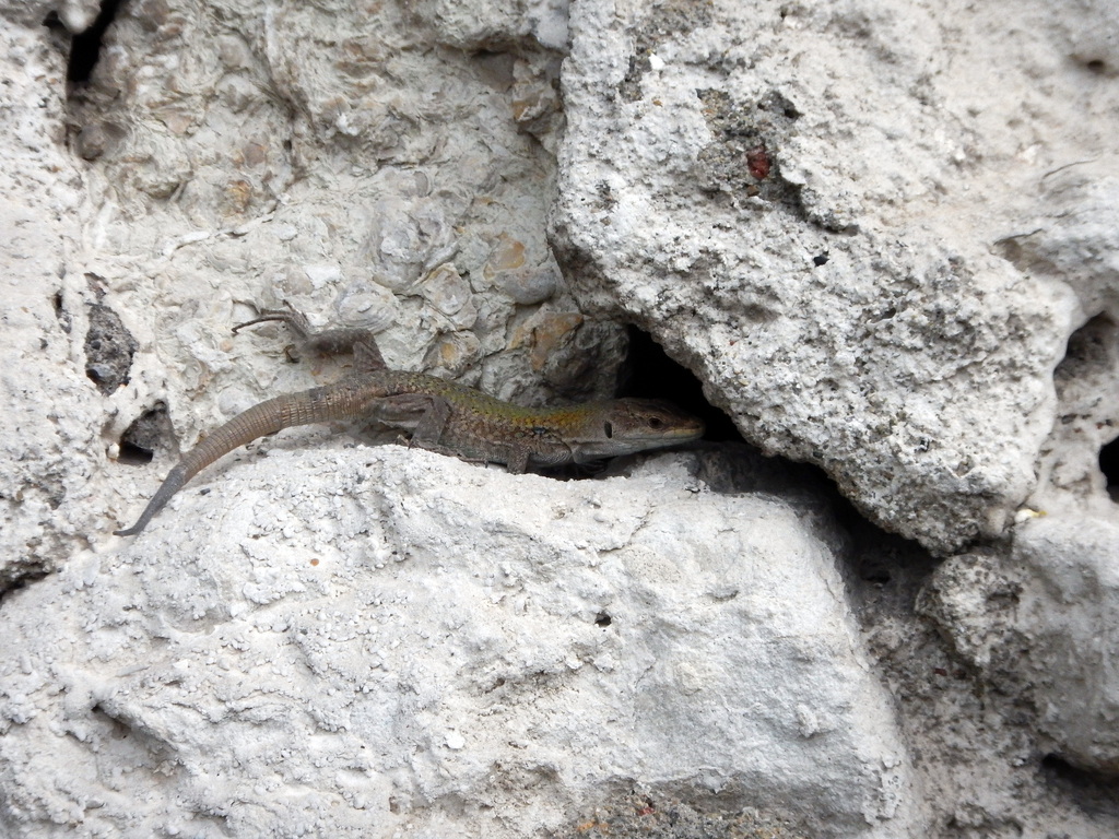 Southern Italian Wall Lizard from European Side, İstanbul, Türkiye on ...