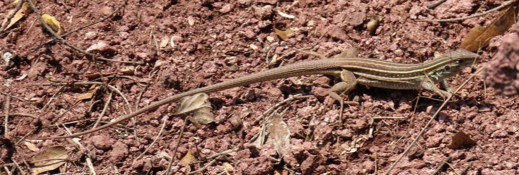Sonoran Spotted Whiptail from Rio Rico Southwest, Arizona, United ...