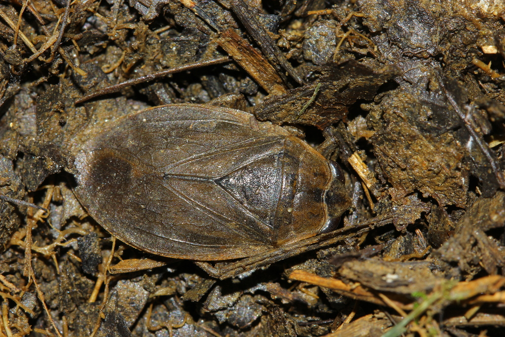 Japanese Giant Water Bug from 대한민국 서울특별시 마포구 on November 4, 2023 at 04: ...