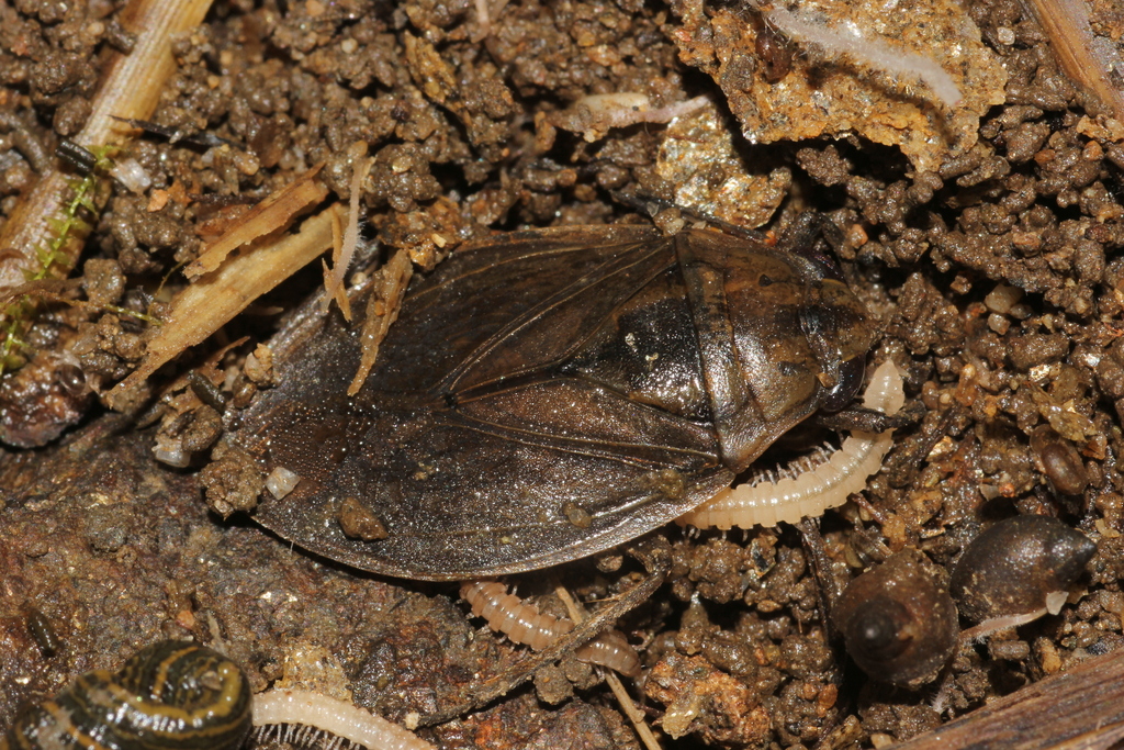Japanese Giant Water Bug from 대한민국 서울특별시 마포구 on April 13, 2014 at 03:19 ...