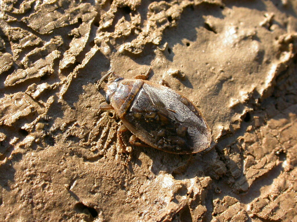 Japanese Giant Water Bug from 대한민국 경기도 여주시 연양동 on October 23, 2004 at ...