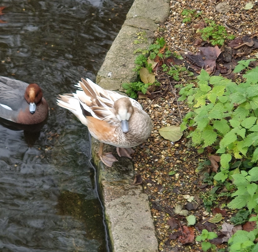 Wigeons and Allies from Alton GU34 4QJ, Reino Unido on December 2, 2023 ...
