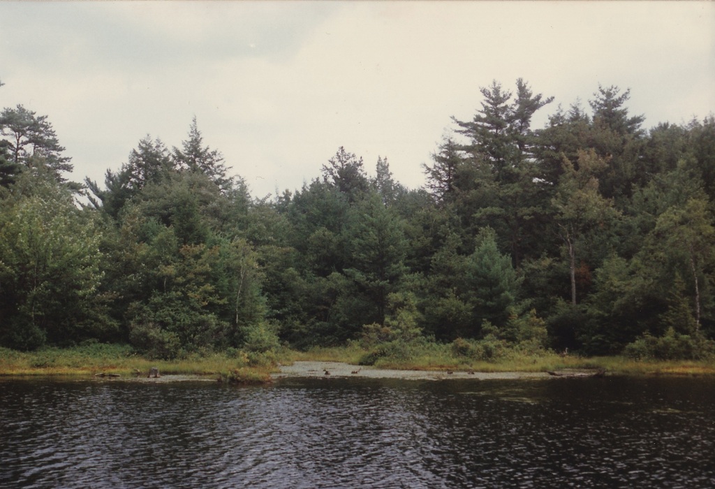 eastern white pine from Carbon County, PA, USA on August 20, 1996 at 06 ...