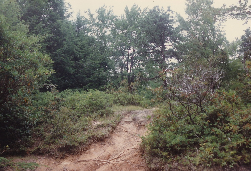 pines from Carbon County, PA, USA on August 20, 1996 at 06:57 AM by j ...