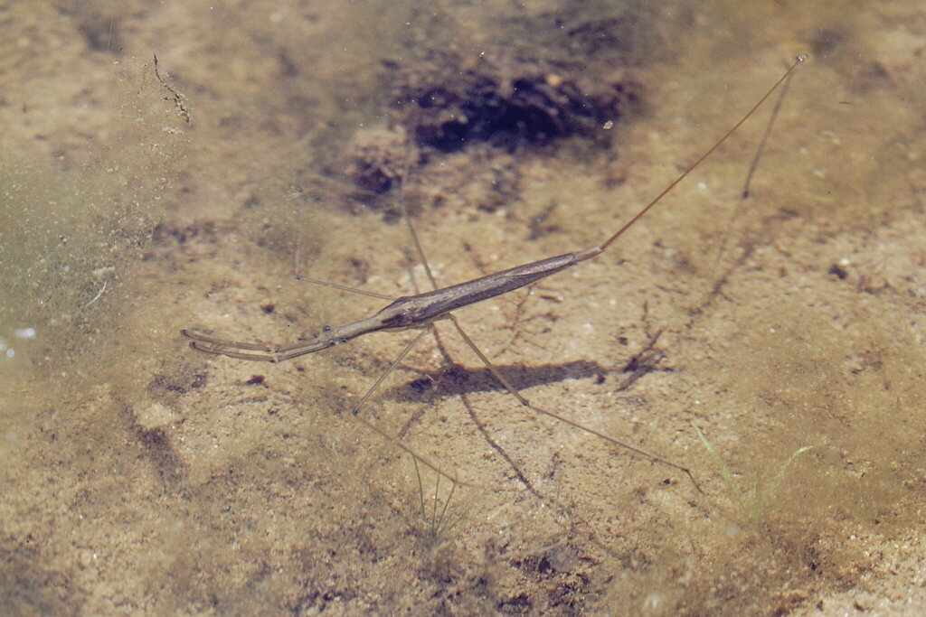 Ranatra chinensis from 대한민국 강원도 춘천시 남산면 on July 30, 2004 by Taewoo Kim ...