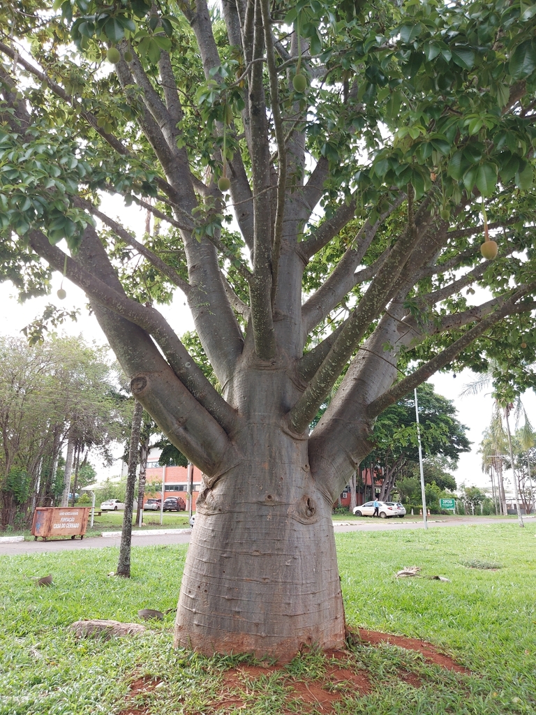 African baobab from STN - Asa Norte, Brasília - DF, Brasil on December ...
