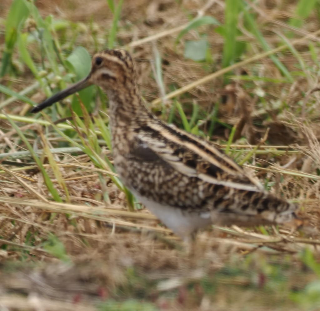 Common Snipe in December 2023 by S Dowell · iNaturalist