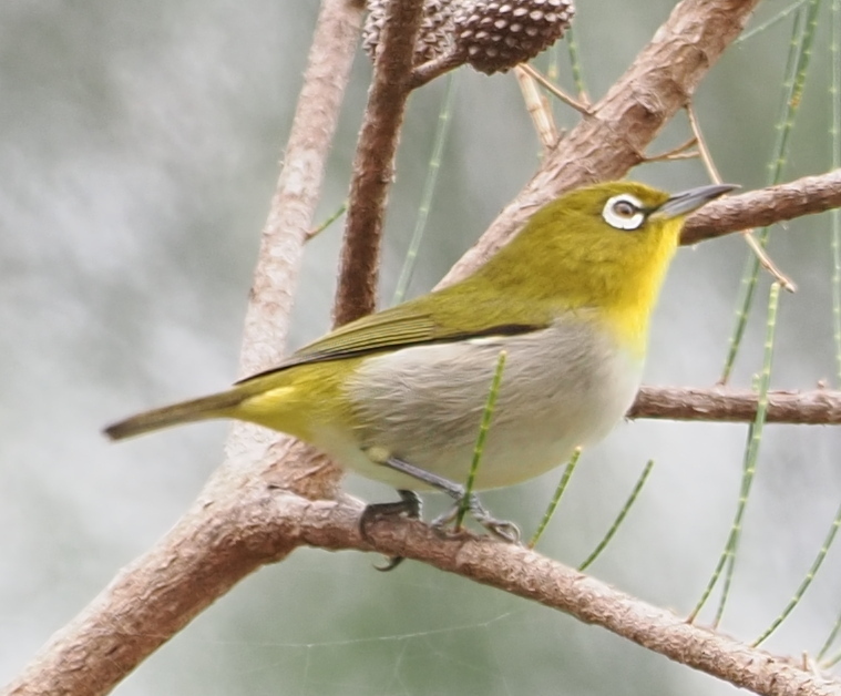 Zosterops japonicus loochooensis in December 2023 by S Dowell · iNaturalist